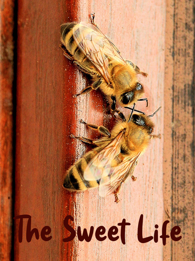 The Sweet Life – The Green-Walled Treehouse